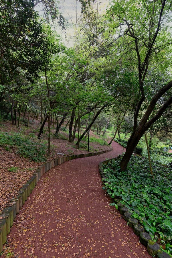 Winding Path Leads through Green Forest with Lush Tall Trees on Either ...