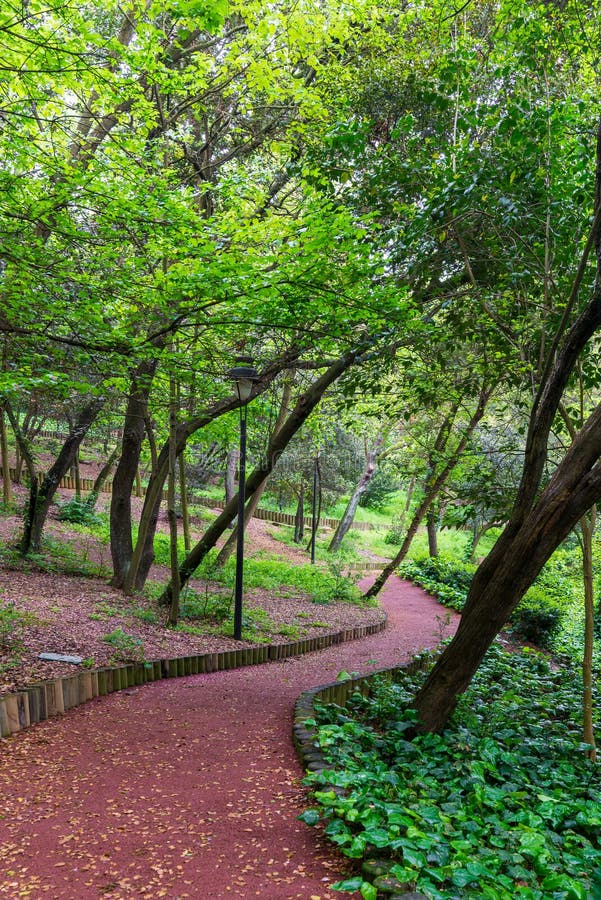 Winding Path Leads through Green Forest with Lush Tall Trees on Either ...