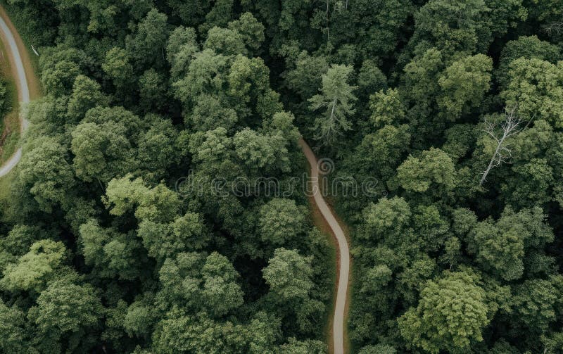 Winding Path through Lush Green Forest Aerial View Stock Illustration ...