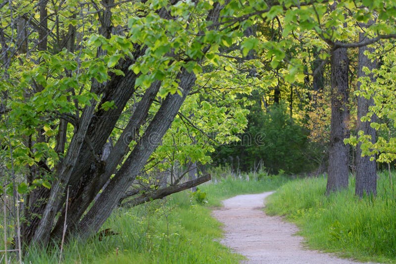 Winding Path in the Nature Park Stock Photo - Image of lush, land ...