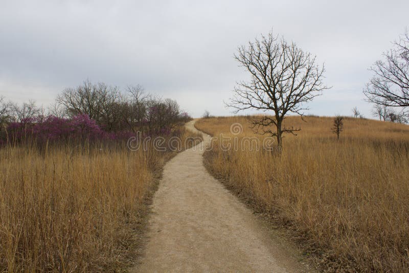 Winding Path through Prairie Grass Stock Image - Image of water ...