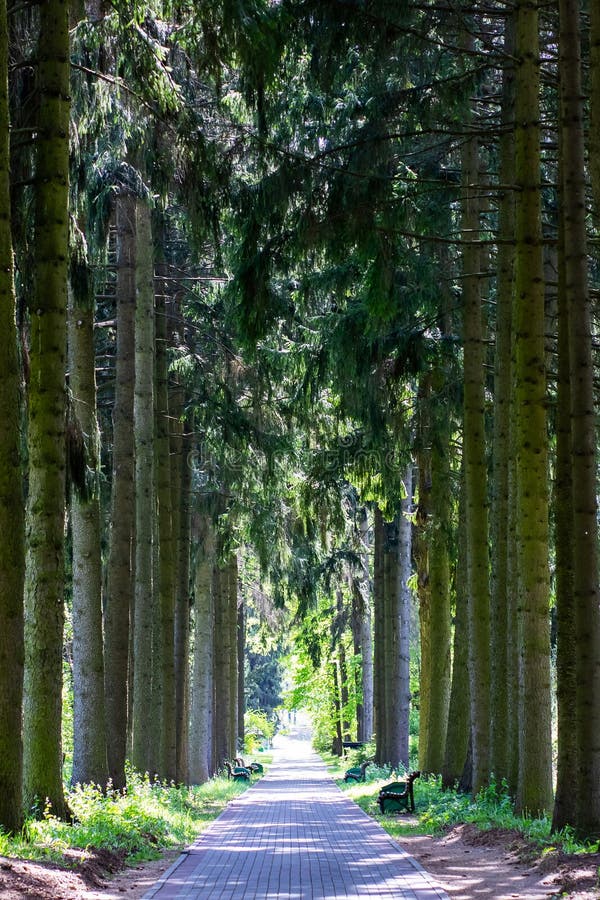 Winding Path Runs Dense Lush Forest Trees Stock Photos - Free & Royalty ...