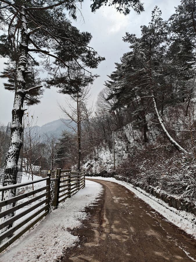 Winding Path through a Snowy Forest Stock Image - Image of mountain ...