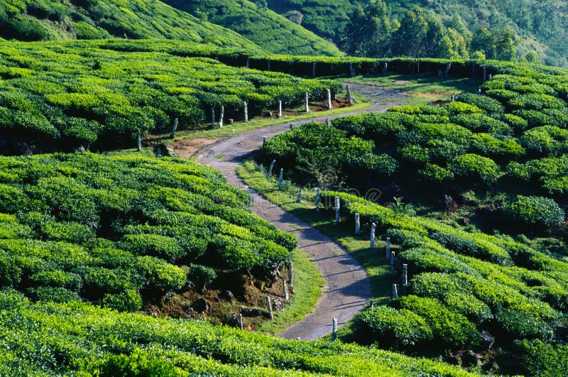 Indian Tea Plantation Winding Path in Tea Garden Munnar Kerala India ...