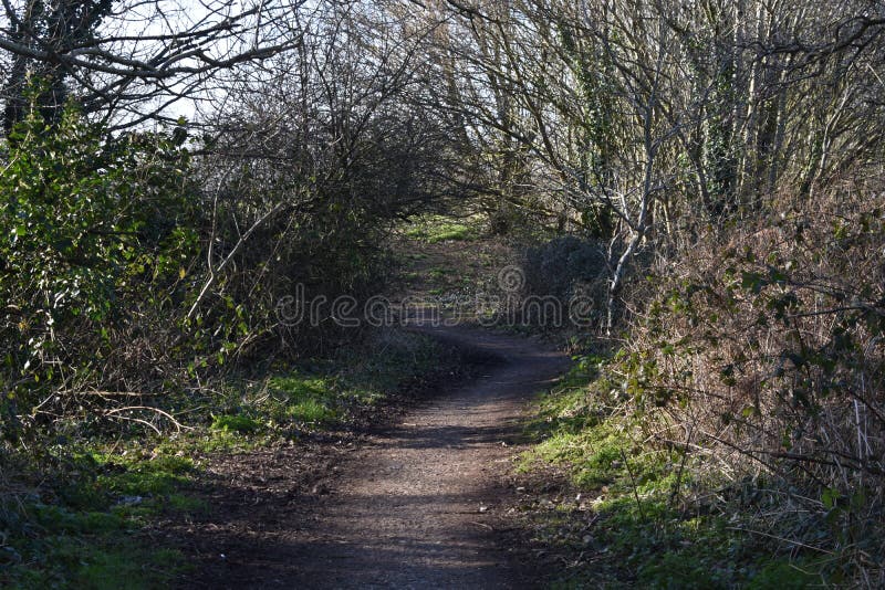 Winding Path with Trees Guarding Either Side Stock Photo - Image of ...