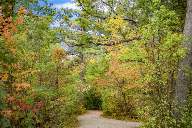 Winding Path through Vibrant Fall Forest of Colors Stock Photo - Image ...