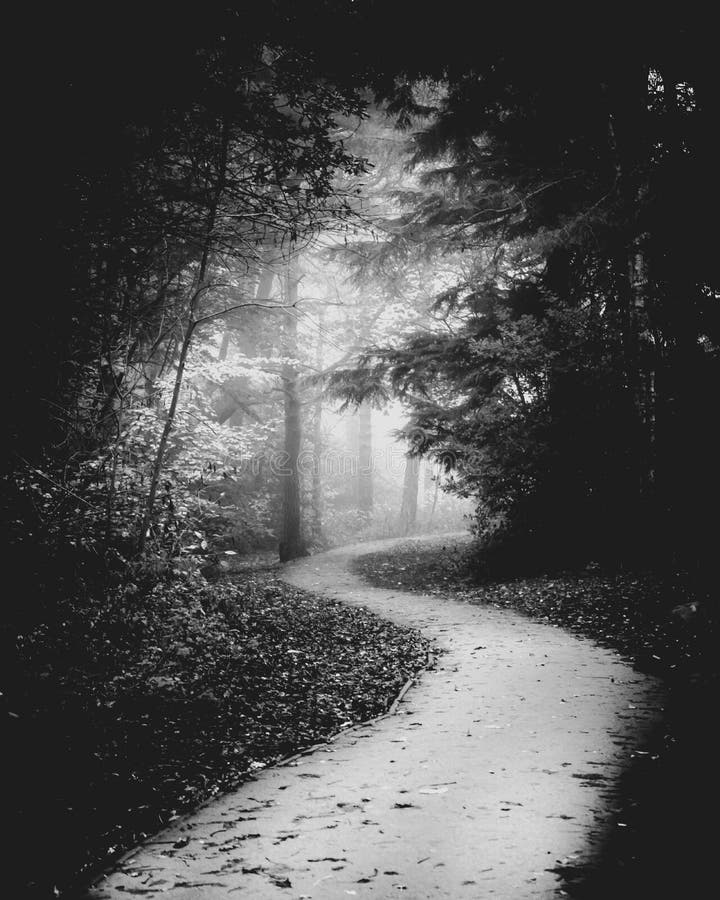 Winding Path through Woodland Stock Image - Image of countryside ...