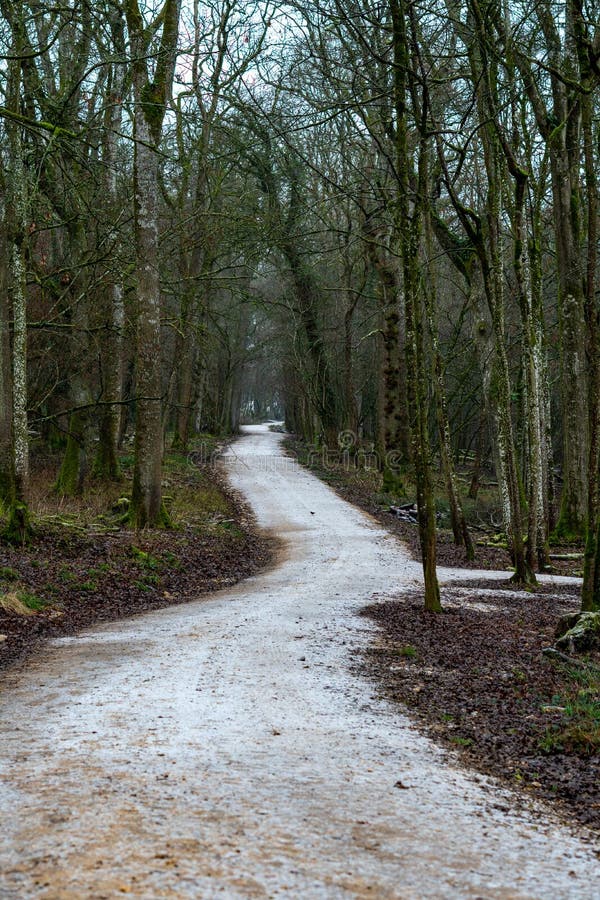 Winding pathway stock photo. Image of path, outdoor - 207271950
