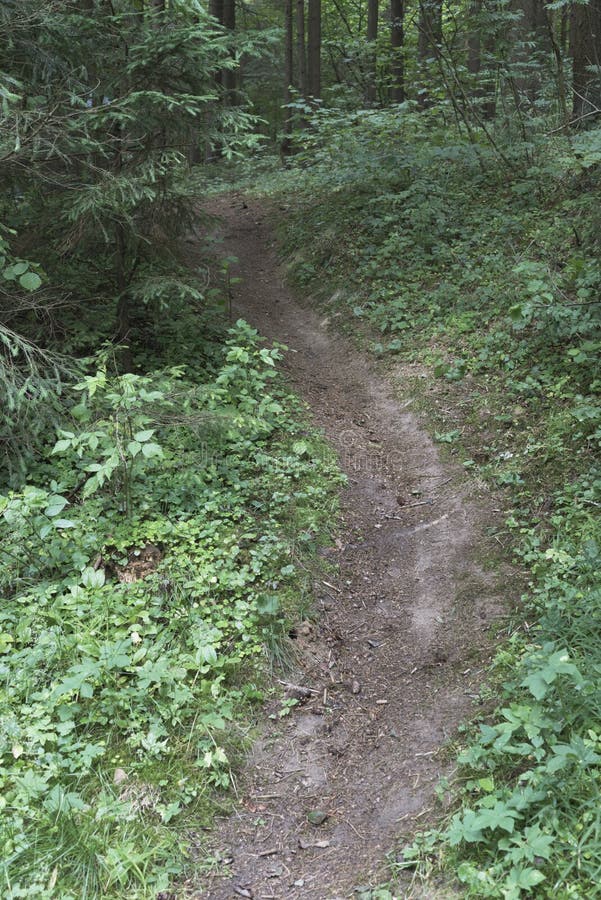 Winding forest path stock photo. Image of season, summer - 113165954