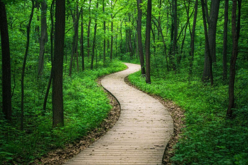 Tranquil Pathway Winding Dense Woods Surrounded Lush Greenery Tall ...
