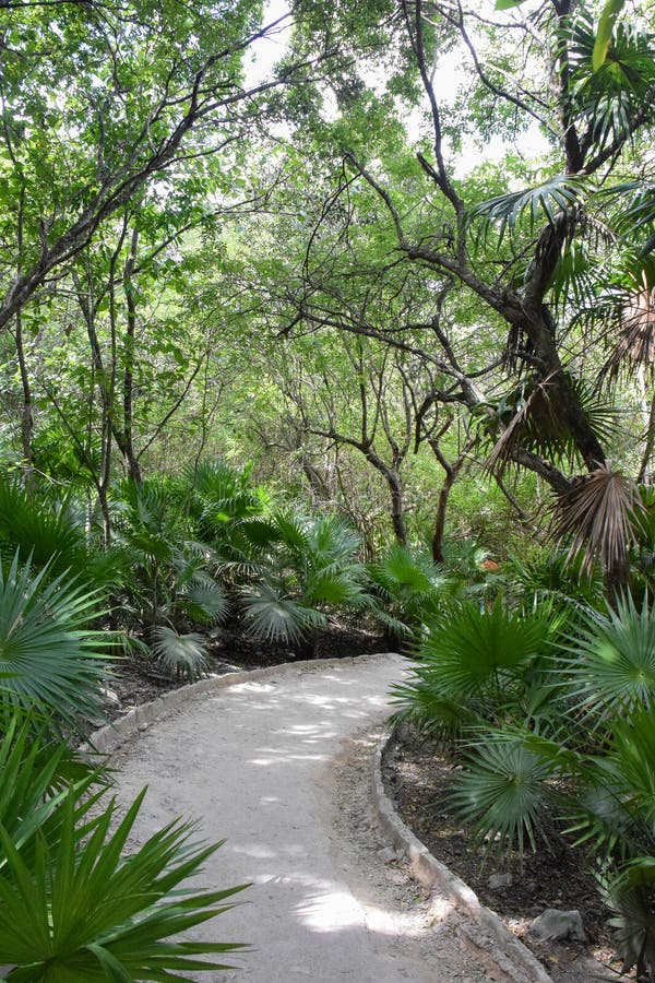 Winding Pathway Surrounded by Tropical Greens on the Coast Stock Image ...
