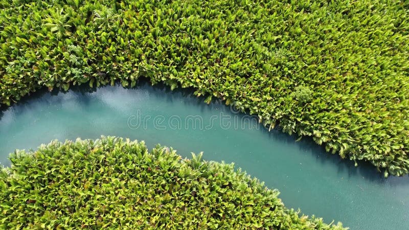 Winding River in Jungle, Tropical Landscape Aerial View Stock Footage ...