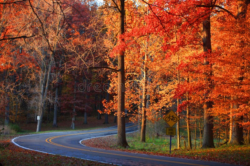 Winding Road in Autumn Trees Stock Photo - Image of foliage, alley ...