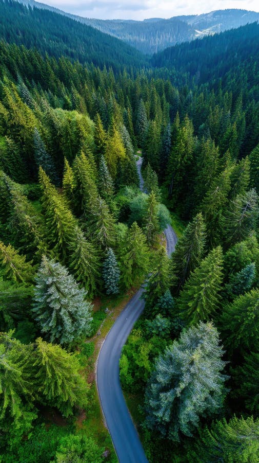 Winding Road through Dense Evergreen Forest from Above Aerial ...