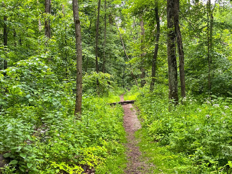 Winding Road through the Forest Stock Image - Image of outdoor ...