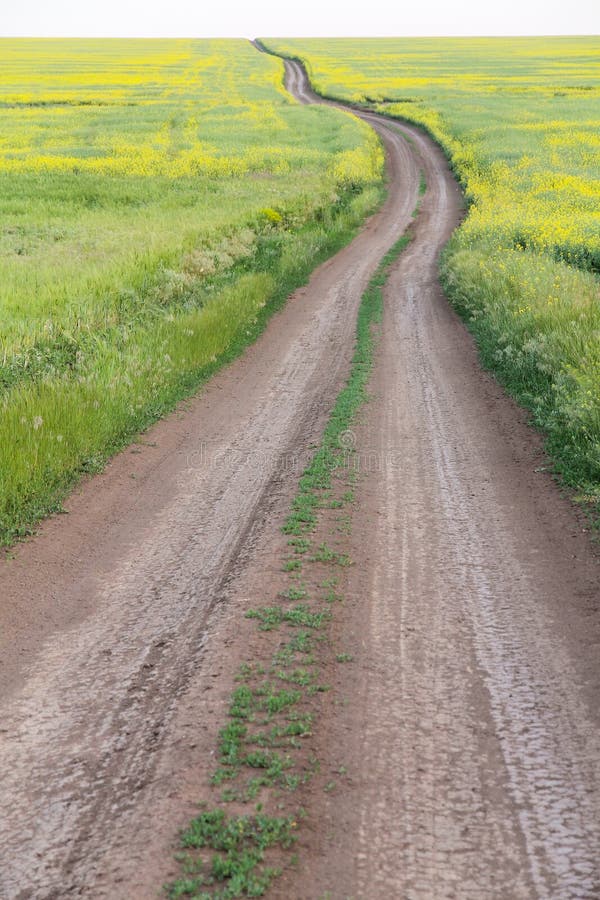 The Winding Road Goes into the Distance between Fields Stock Photo ...