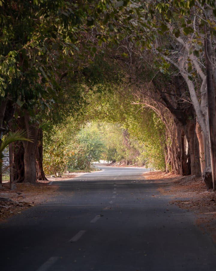 Winding Road Set Against a Lush Backdrop of Trees and Shrubs Stock ...