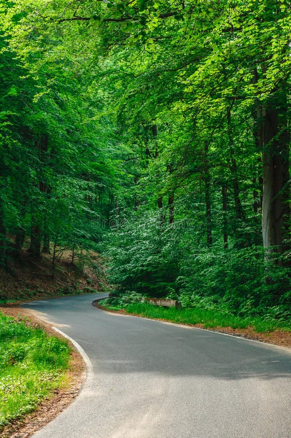 S-shaped asphalt road stock image. Image of woods, asphalt - 117733147