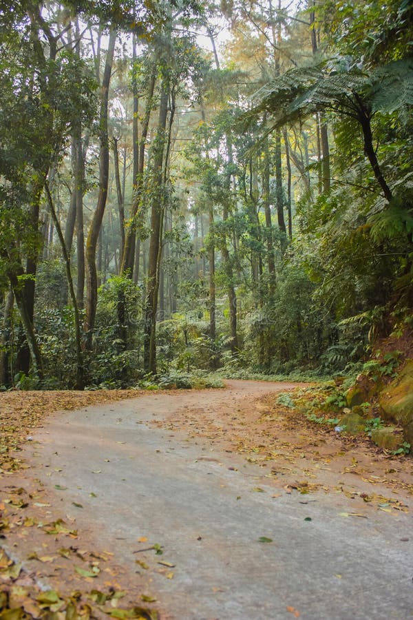 Winding Road in the Middle of the Forest, Beautiful Stock Photo - Image ...