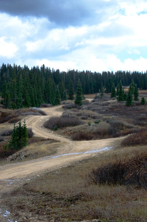 Winding Road Near a Dense Pine Forest Stock Photo - Image of leading ...