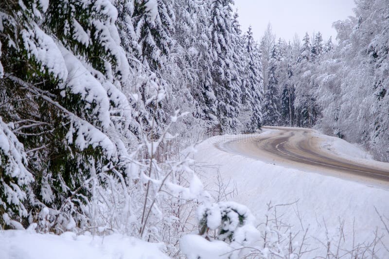 Winding Road with Snow in a Spruce Forest. Stock Image - Image of frost ...