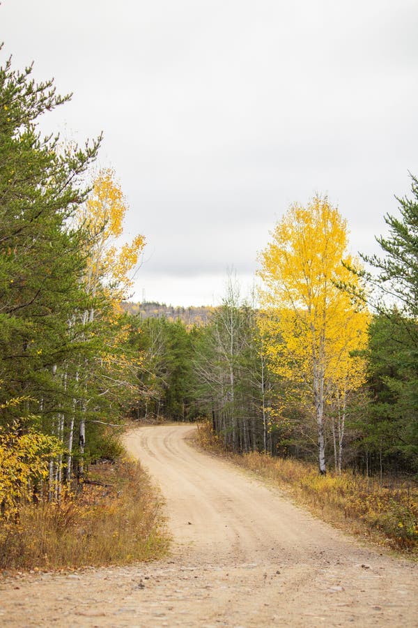 Winding Road between Spruce Trees Stock Image - Image of forest, gravel ...