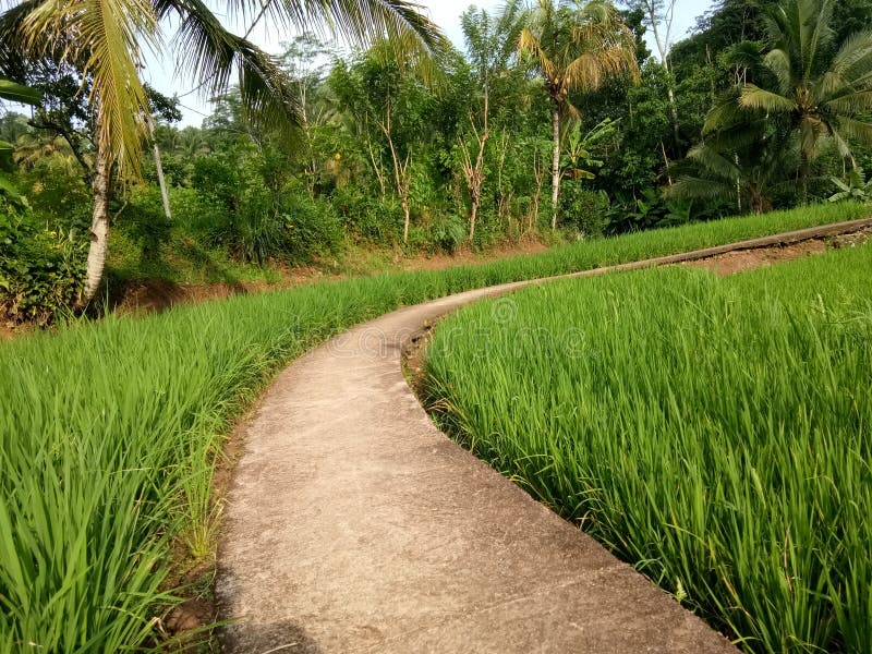A Winding Road through a Stretch of Rice Fields Stock Image - Image of ...