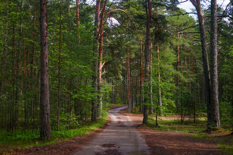 A Winding Road through a Sunlit Forest Stock Image - Image of road ...