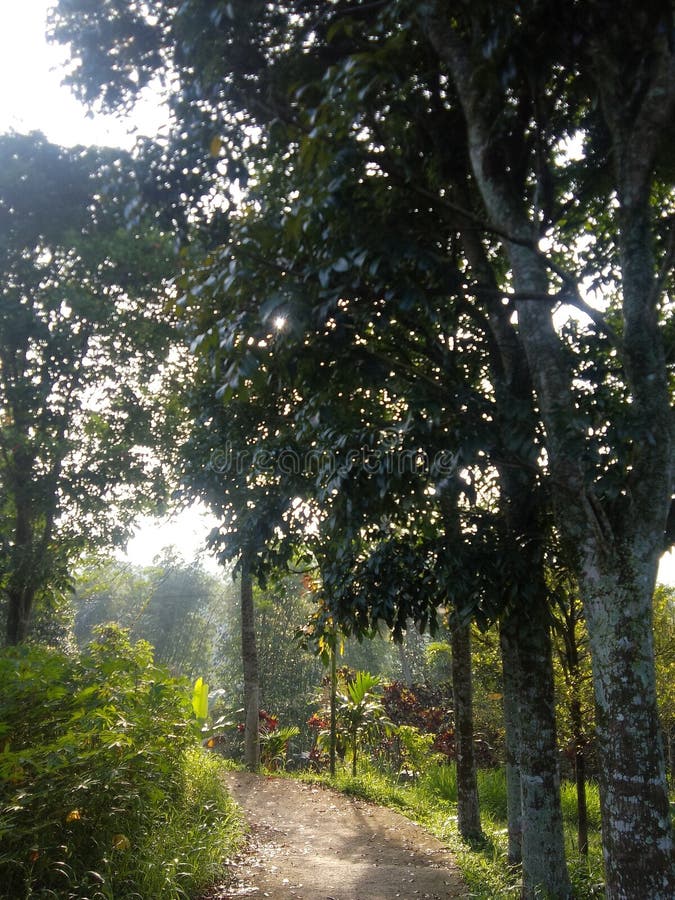 Winding Road with Trees Around and Plants and Green Grass with Light in ...