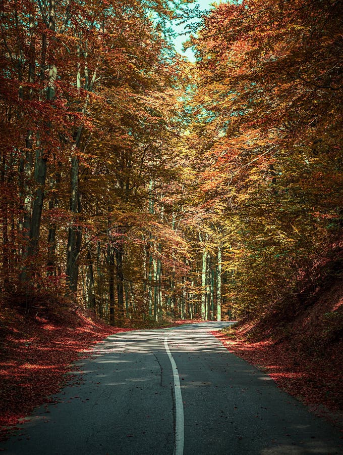Winding road stock image. Image of park, fall, forest - 174728139