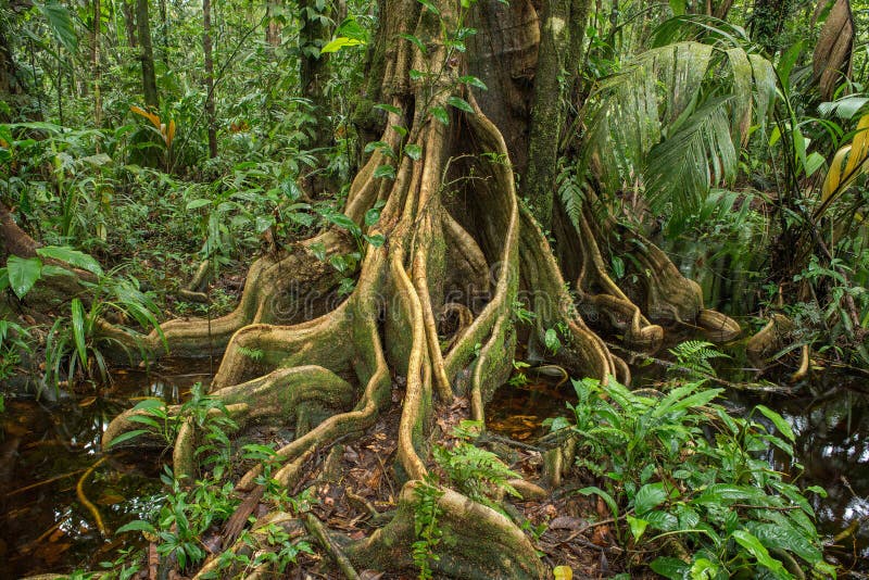 Winding Roots of a Tropical Tree Stock Image - Image of rica, tropics ...