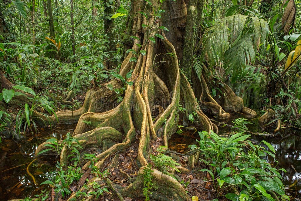 Winding Roots of a Tropical Tree Stock Image - Image of rica, tropics ...