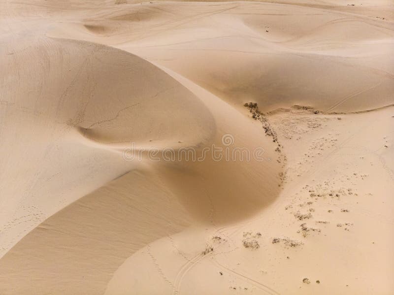 Winding Sand Track in the Pine Forest Against the Background of the ...