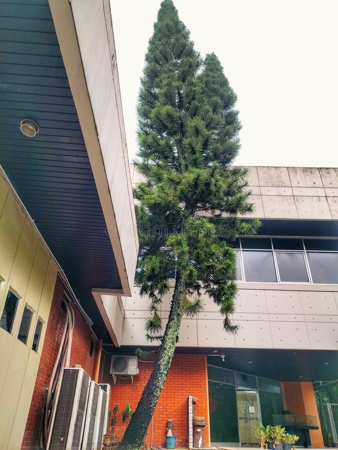 The Winding Shape of the Tree Enhances the Building& X27;s Corner Stock ...