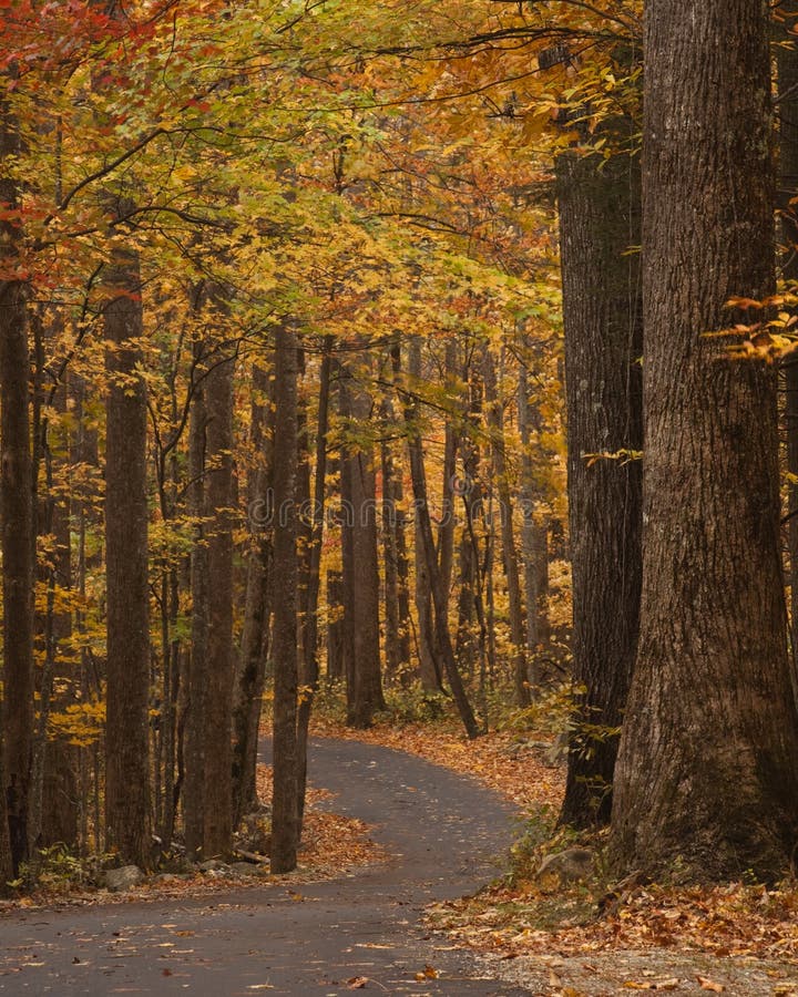 Two Lane Road Cuts Through Dense Tree Canopy Hoh Rainforest Stock Photo ...