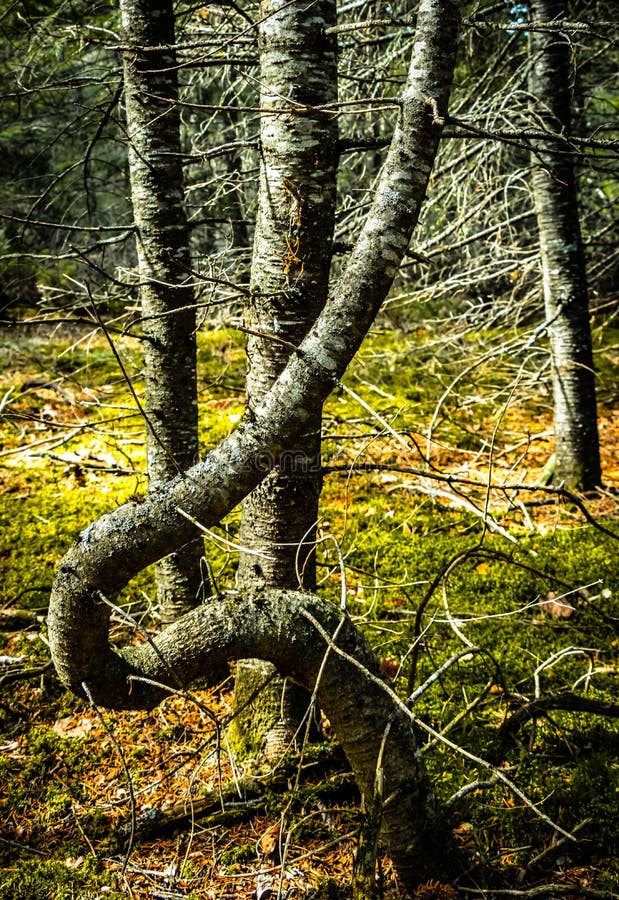 Winding Spruce Tree in a Forest Eventually Straightens Out Showing ...