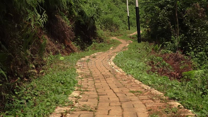 Winding Stone Pathway in Lush Greenery Stock Footage - Video of flora ...