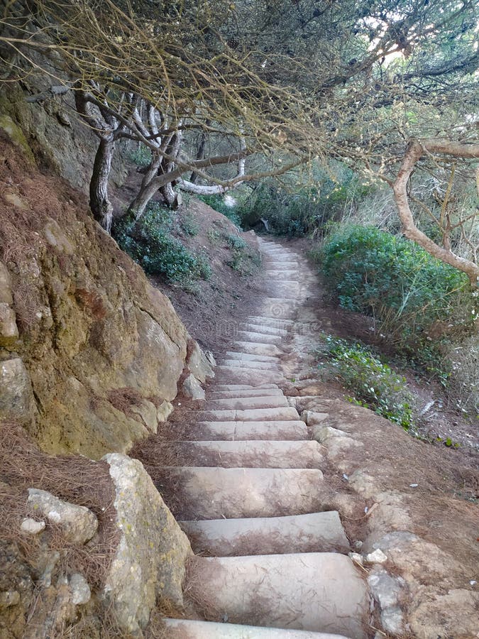 Winding Stone Steps Lead Down through Lush Greenery on a Coastal Path ...