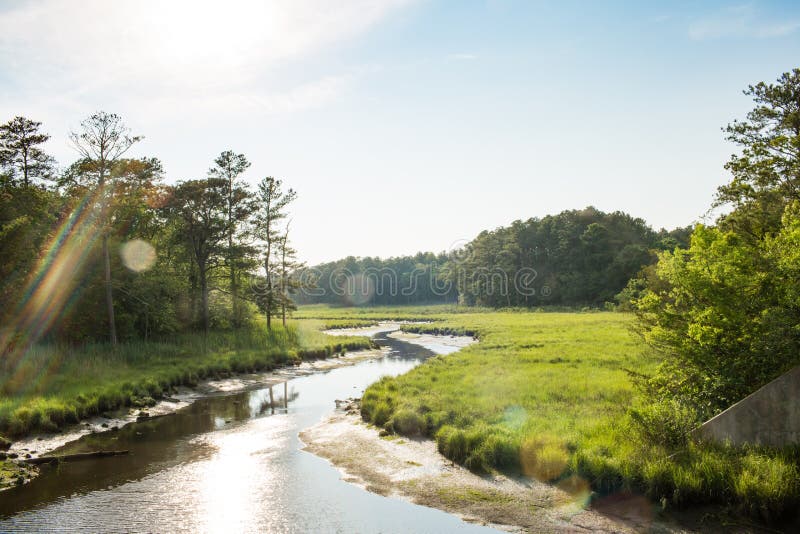 Stream through marsh field stock image. Image of sunny - 186436781