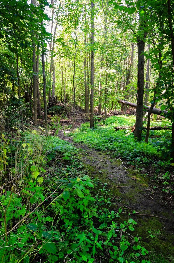 Winding sunlit forest path stock image. Image of space - 372577227