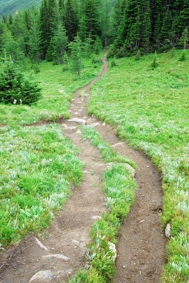 Winding Trail on Alpine Meadow Stock Image - Image of alberta ...