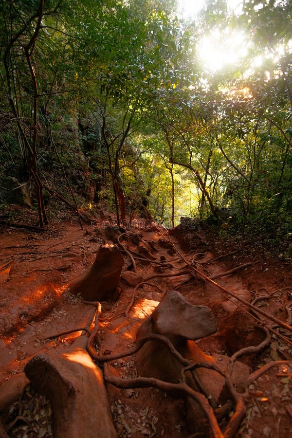 A Winding Trail in a Forest is Highlighted by Sun Rays Filtering ...