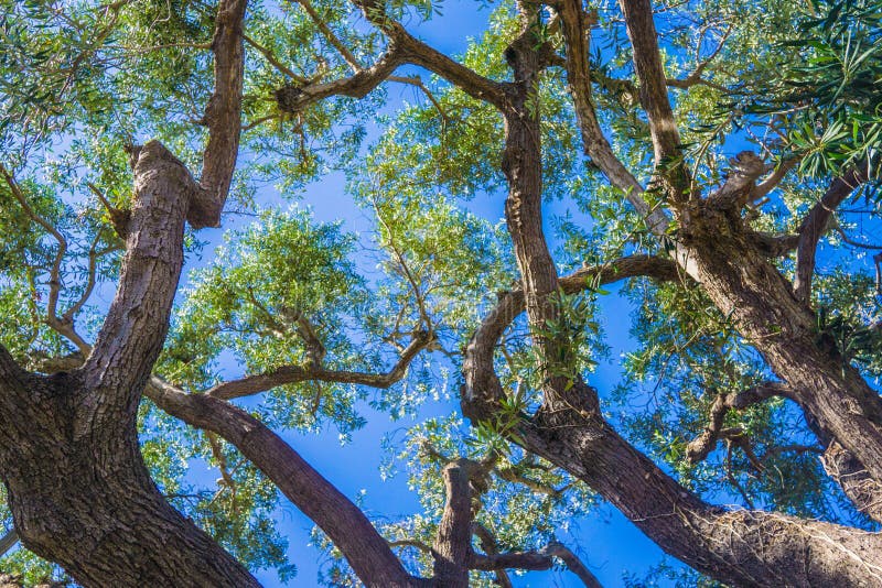 Winding Tree Branches on Blue Sky Stock Photo - Image of forest ...