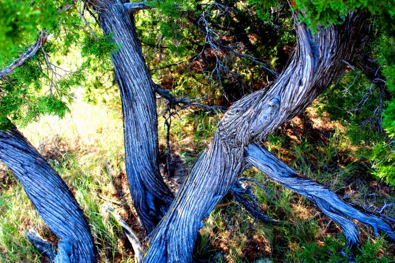 Winding tree texture stock image. Image of beautiful - 131521047