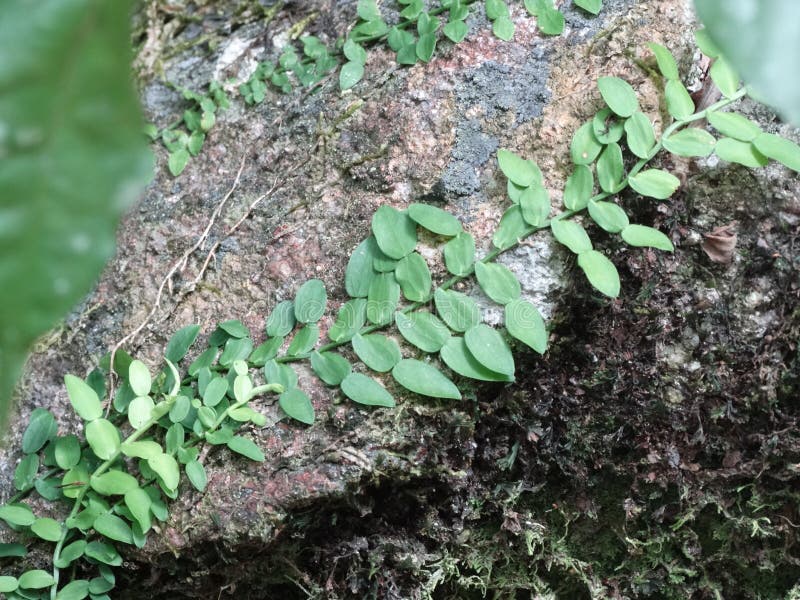 Winding Vine Branch In Tropical Forest Stock Photo - Image of nobody ...