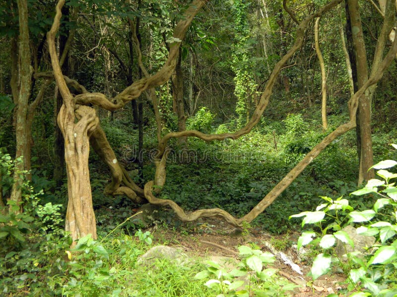 Winding Tropical Tree in the Forest Stock Photo - Image of winding ...