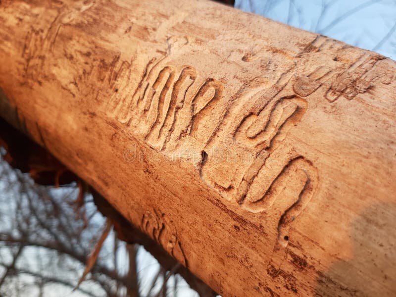 Bark Beetle Traces on Dead Tree Stock Photo - Image of branch, beetle ...