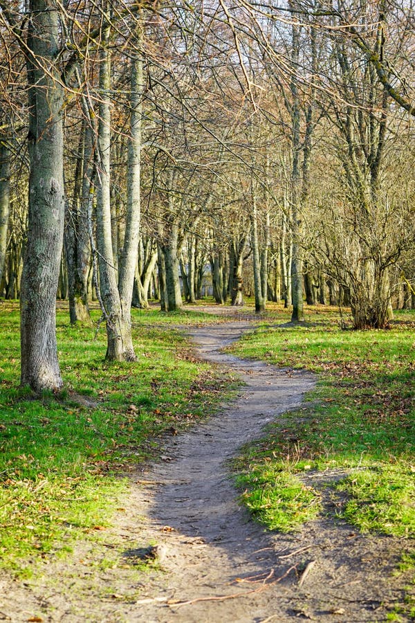 Tree Lined Sunny Dappled Nature Path in Autumn Park Stock Photo - Image ...