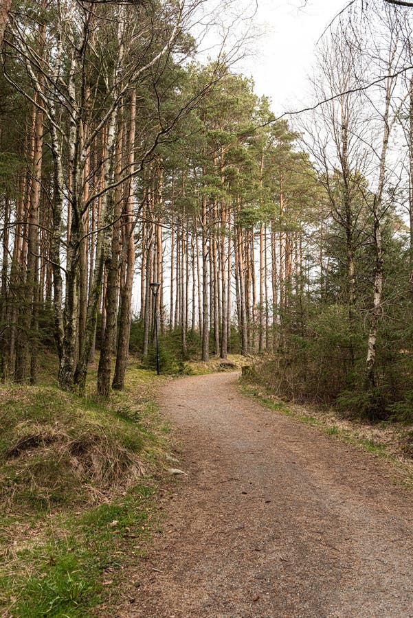 Winding Walking Path by Tall Trees.. Stock Image - Image of park ...