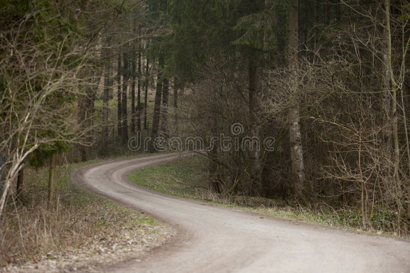 Winding Walkway through Forest Wood Land Road in Fall Stock Photo ...